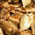 Ricetta Orata al forno - Le Ricette di Buonissimo