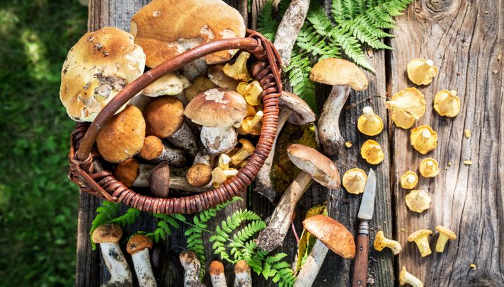 Funghi, ricetta e caratteristiche - 187 Proposte in cucina