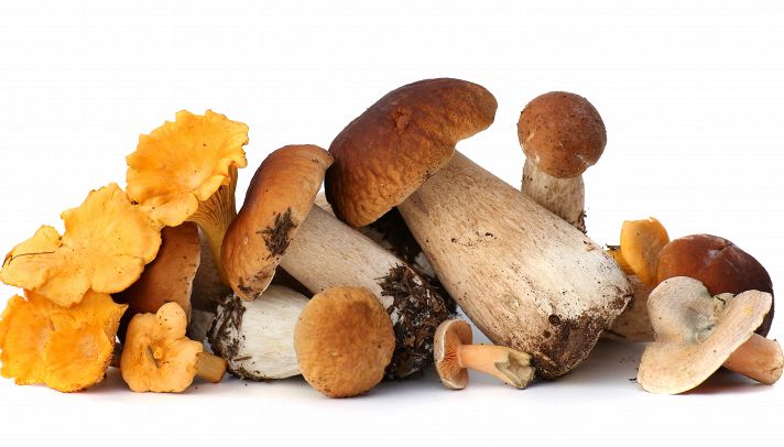 I Funghi aiutano a dormire meglio