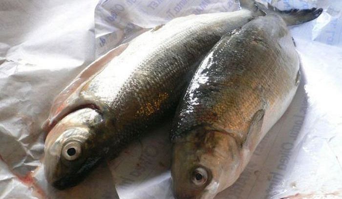 Lavarello o coregone, caratteristiche e ricette - La rubrica di Buonissimo