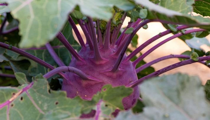 Ricette con Cavolo rapa | Buonissimo