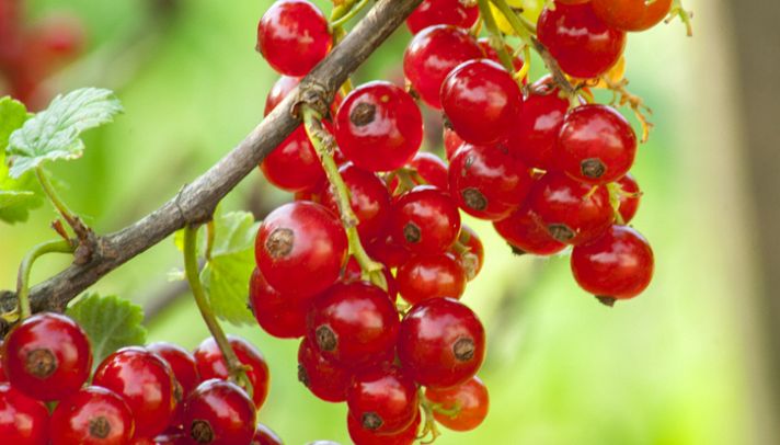 Ricette con Ribes | Buonissimo
