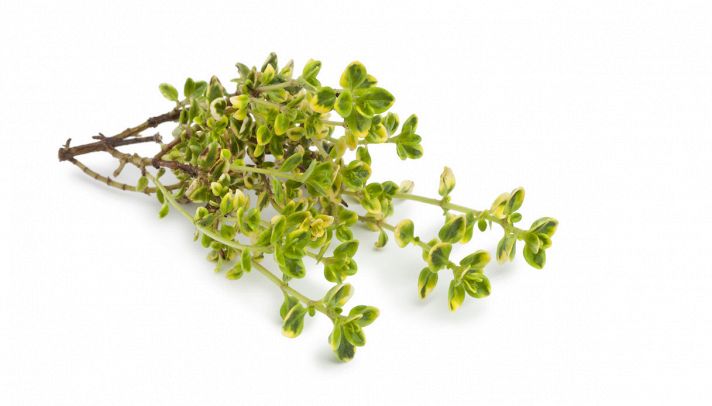 Ricette con Timo limonato | Buonissimo