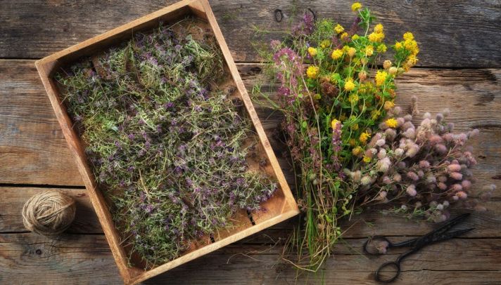 Essiccazione del timo: Scopri come conservarne aroma e proprietà ...