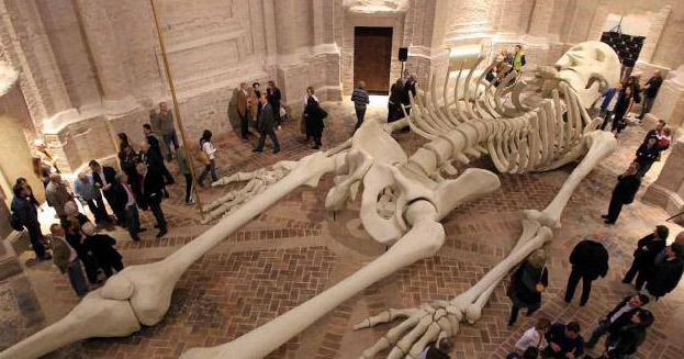 Da Foligno a Firenze, tutti in fila per lo scheletro da 2 milioni di euro