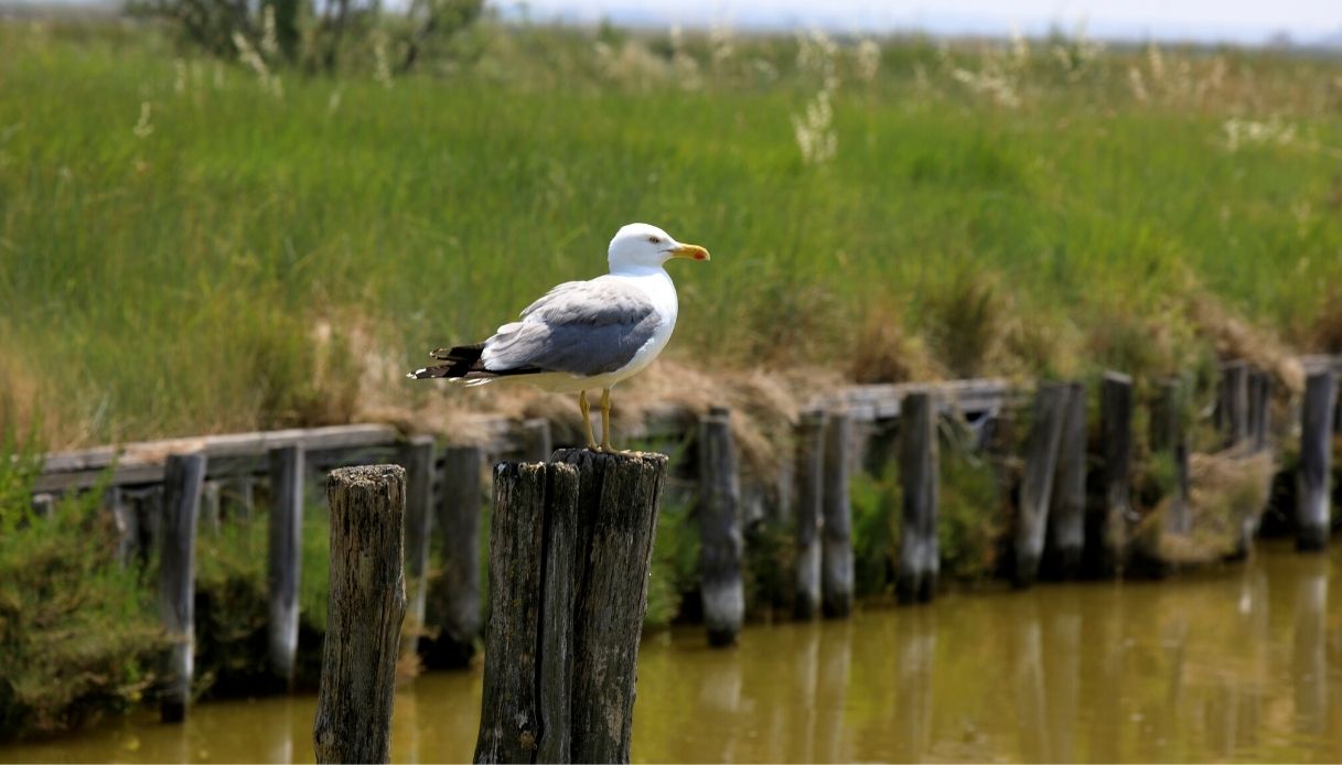 Ferrara e il Delta del Po: la storia e cosa vedere