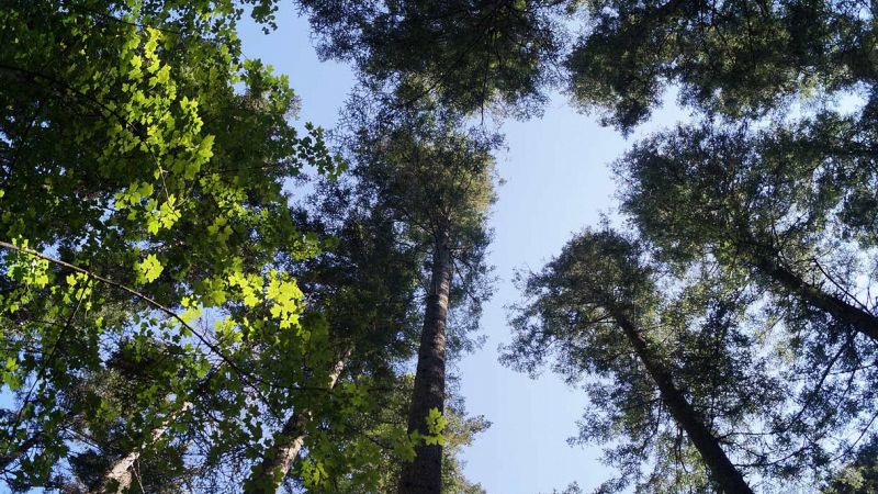 L'albero più alto d'Italia è in Toscana: l'abete da record