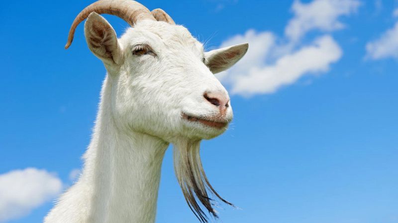 L'isola di Alicudi e il "caso capre": cosa sta succedendo