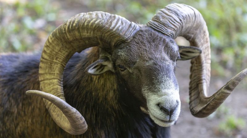 I mufloni dell'Isola del Giglio sono in pericolo: il caso