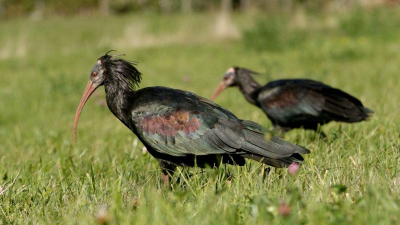 Roma, due ibis rarissimi fanno il nido. L'attacco dei bracconieri