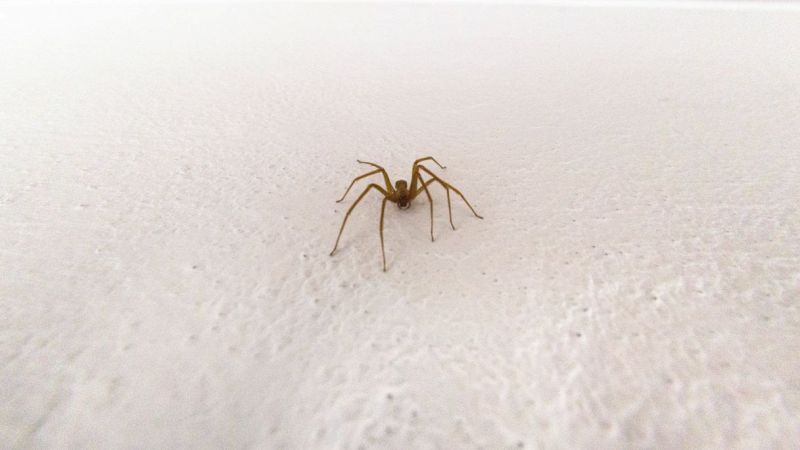 Allarme ragno violino a Roma: cosa succede, i rischi e cosa fare