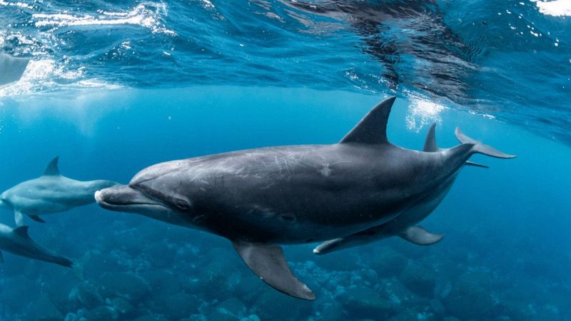 Cetacei spiaggiati in Italia, 192 in 15 mesi: cosa è successo