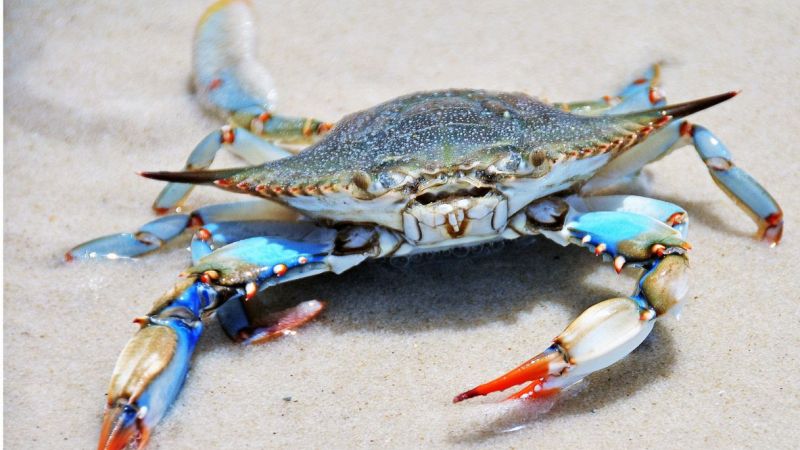 Granchio blu, perso il 50% di cozze e vongole: dov'è in Italia