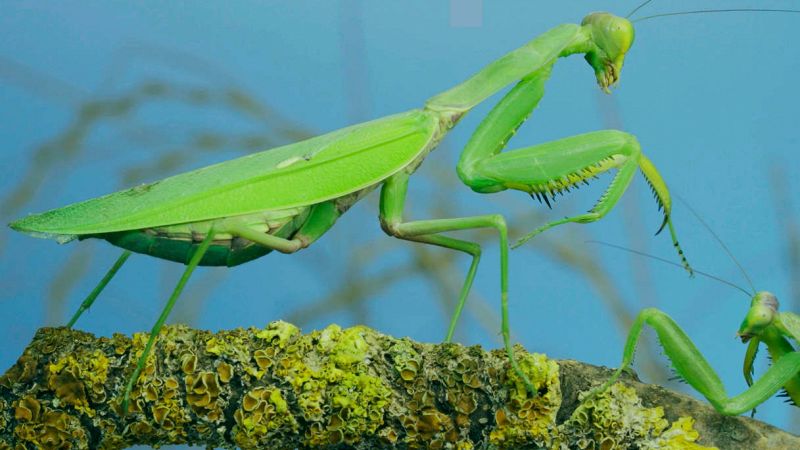 La mantide gigante asiatica è arrivata in Trentino