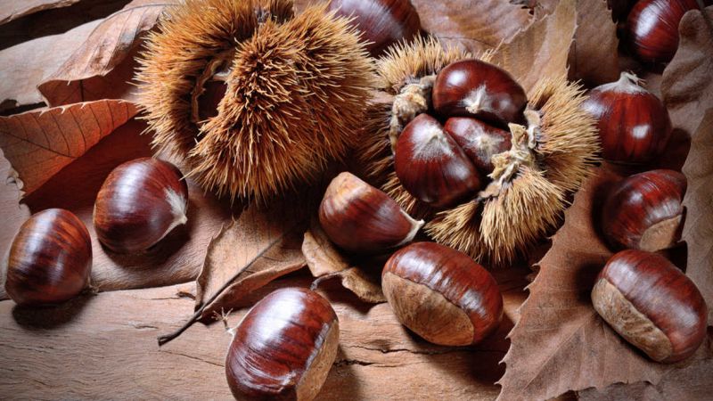 Allarme castagni in Italia: stanno seccando, marroni a rischio