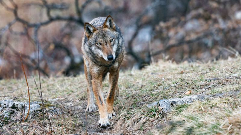 È di nuovo allarme lupi in Italia: gli ultimi avvistamenti