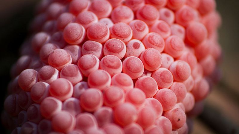 Uova rosa di lumaca mela: cosa sono e perché sono pericolose