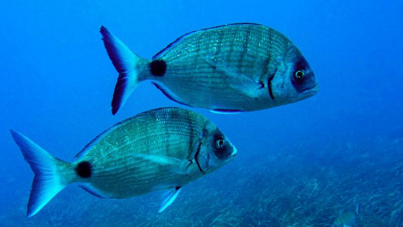 Saraghi maggiori attaccano le persone, allarme in Sicilia
