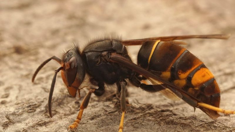 Invasione di vespe giganti in Sardegna, è emergenza velutina