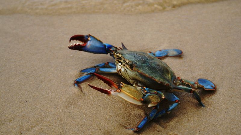 Invasione in Romagna, il granchio blu arriva sulla spiaggia