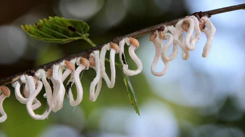 Takahashia japonica in anticipo in Italia, dov'è e cosa fare