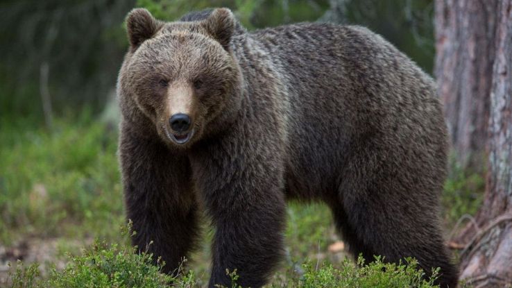 Trentino, orso aggredisce carabiniere: diverse ferite. Catturato