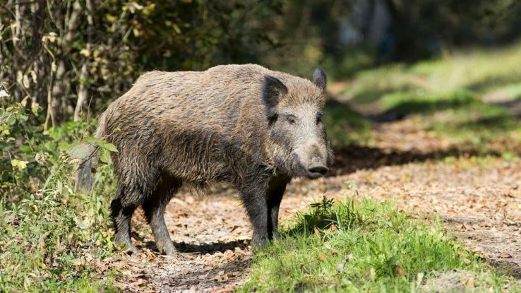 Branco di cinghiali uccisi in un parco: a Roma esplode la rivolta