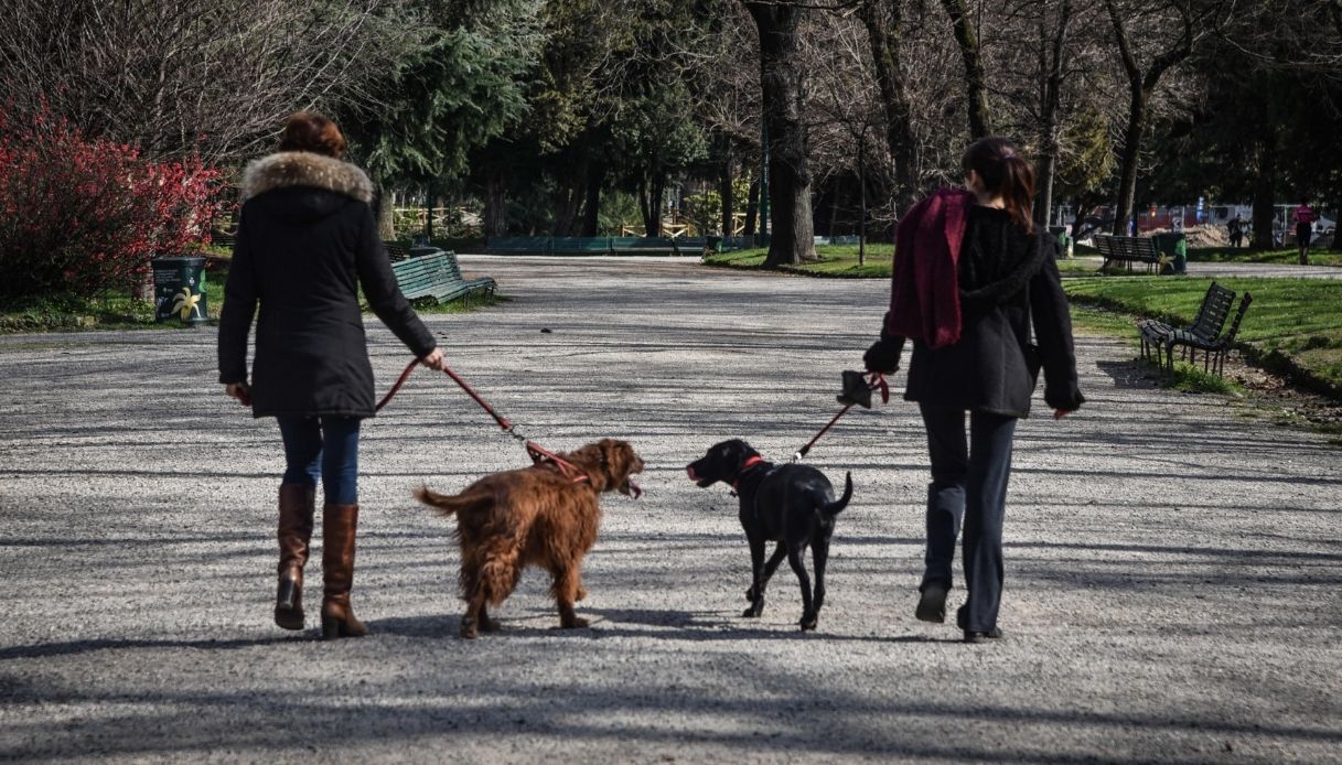 Coronavirus, primo cane positivo in Italia: cosa cambia