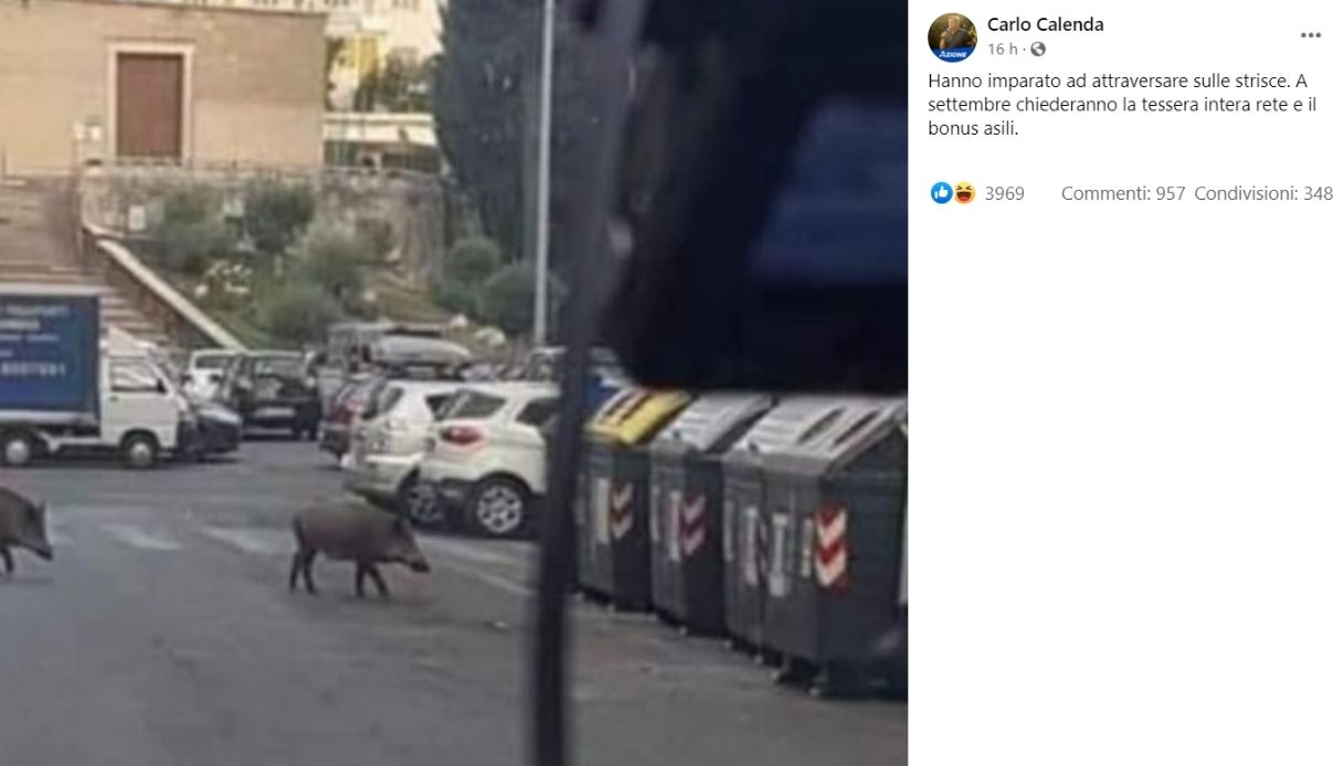 Emergenza cinghiali a Roma, la foto di Calenda è virale