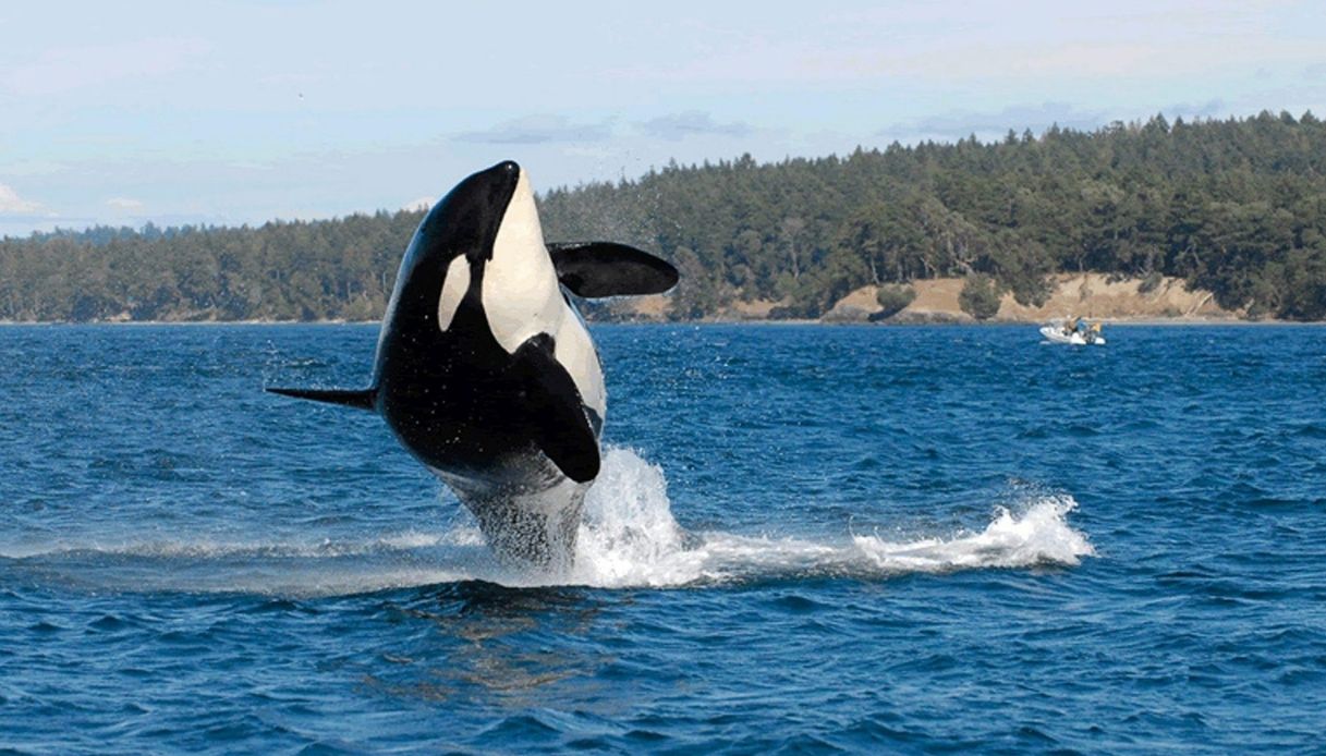 Francia, orca di 4 metri nella Senna: corsa contro il tempo per ...