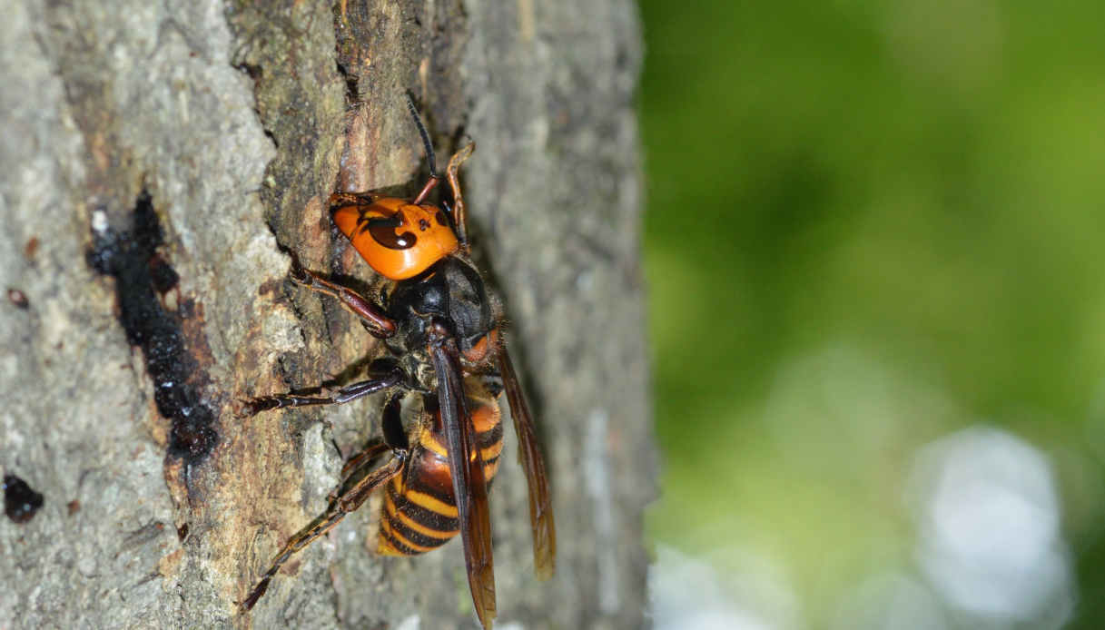 Punto da calabroni giganti a Legnano: grave un lavoratore di 53 anni ...