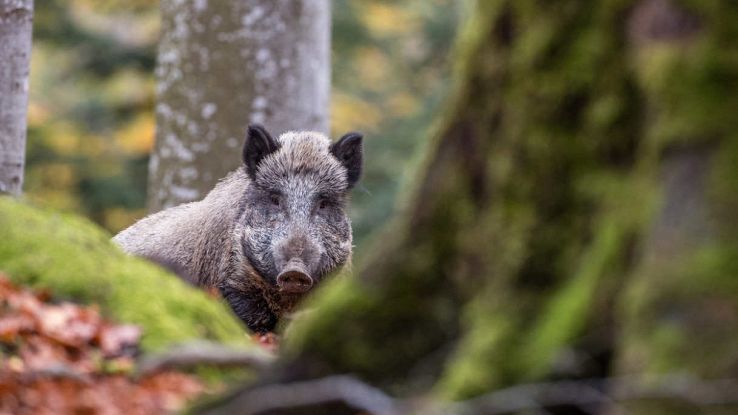 Roma, donna aggredita da un cinghiale a Colle Salario: il racconto ...