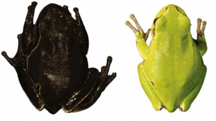 Ucraina, da verdi a nere: come sono cambiate le rane dopo il disastro di Chernobyl