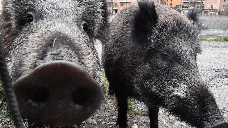 Lazio, cinghiali positivi alla trichinella: scoperto focolaio, il ...
