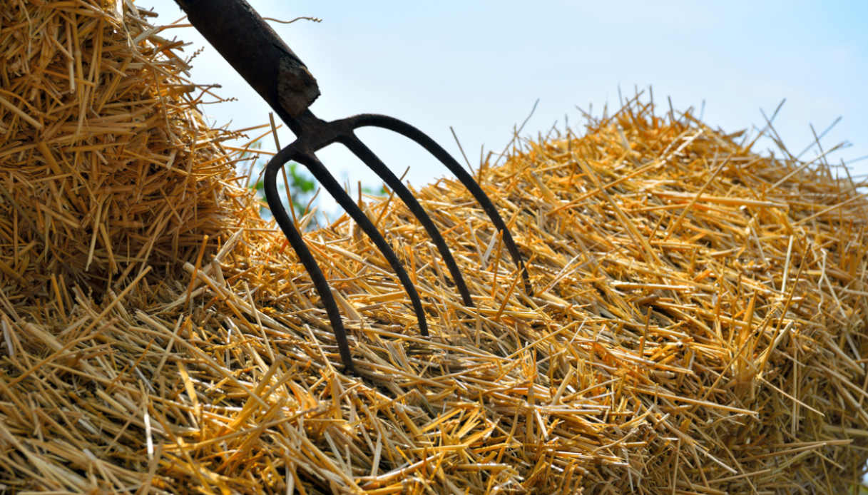 Perugia, 54enne infilza il genero con un forcone perché non accetta la ...