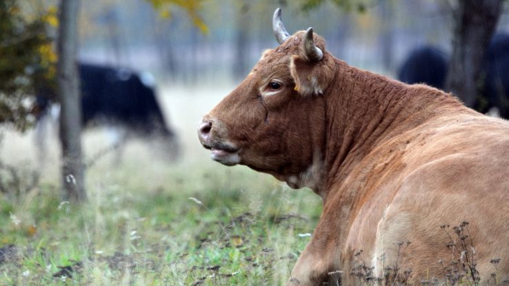 18 mila mucche morte nell'esplosione della fattoria in Texas: i ...