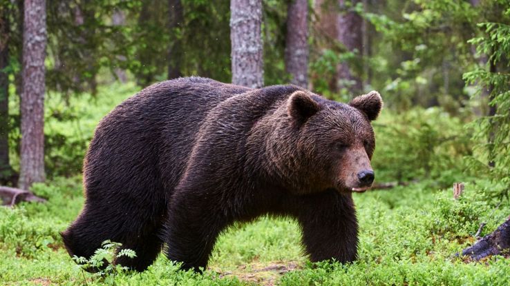 Regista tedesco attaccato da un orso, ferito alla testa e a un braccio ...
