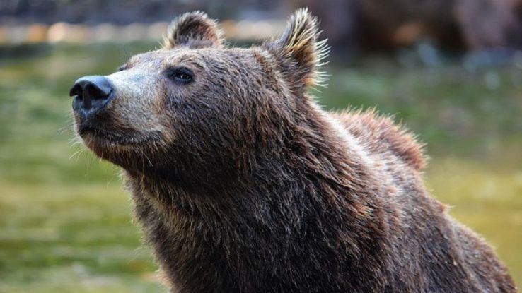 Il video dell'orso avvistato nel centro di Arco in Trentino: il sindaco ...