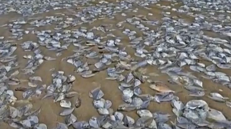 Il video di migliaia di pesci trovati morti in Thailandia lungo la ...