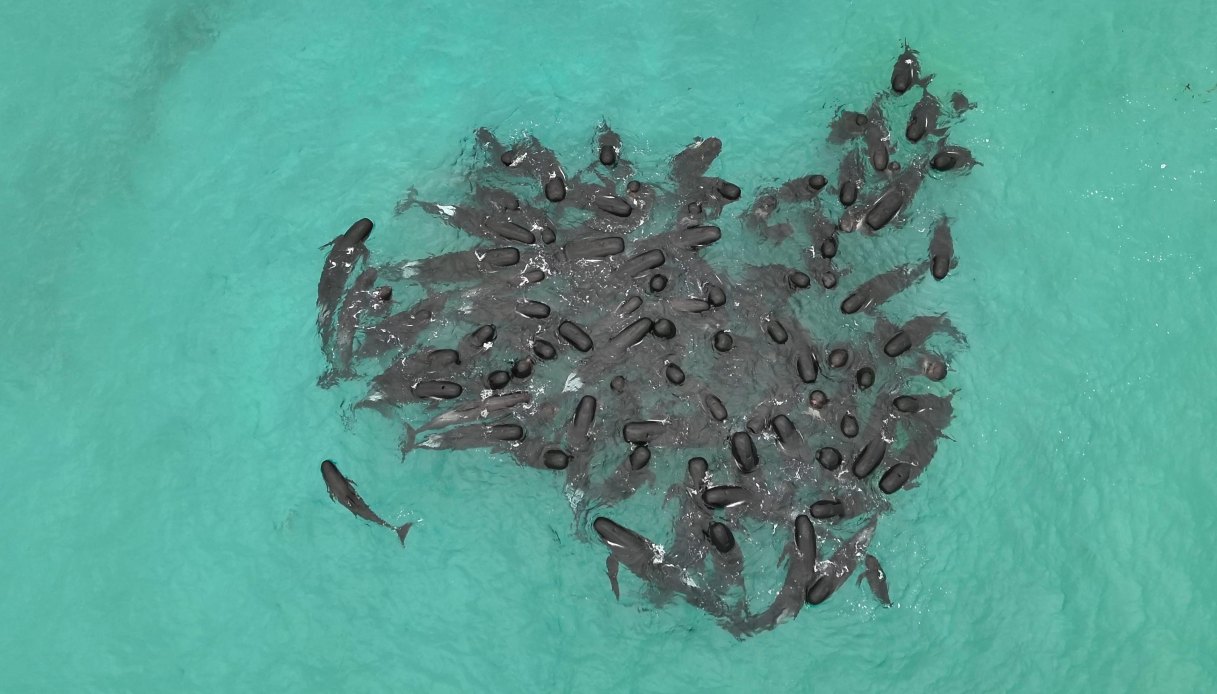 Oltre 50 cetacei morti dopo essersi arenati in Australia su una ...