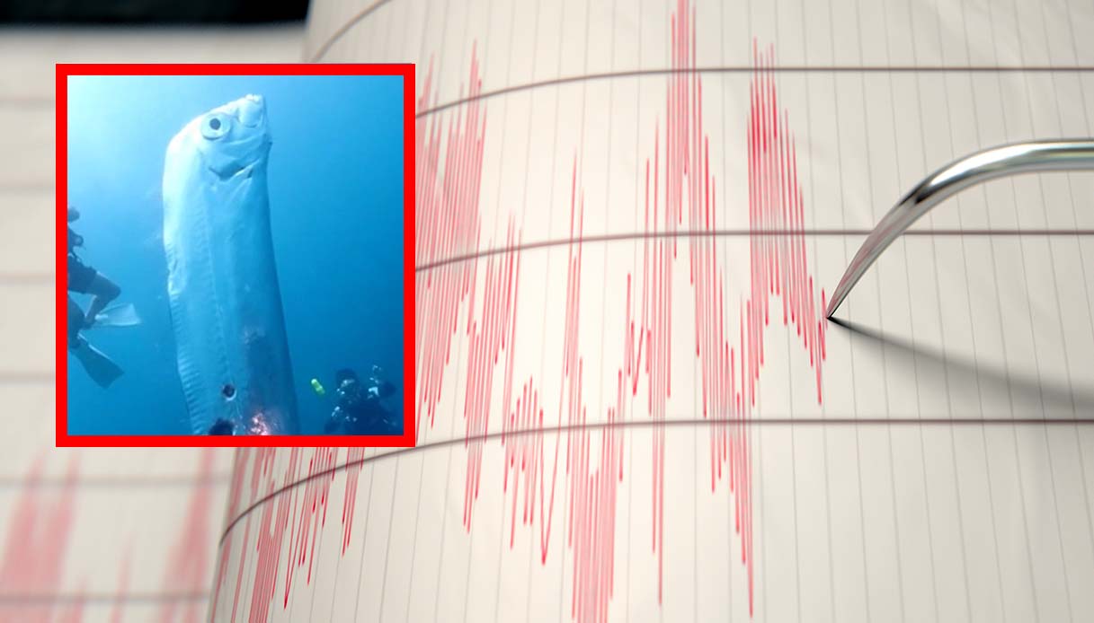 Il Regaleco o pesce remo che preannuncia tsunami e terremoti: come è nata la leggenda sul ...