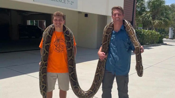 Il video del pitone birmano lungo quasi 6 metri catturato in Florida ...