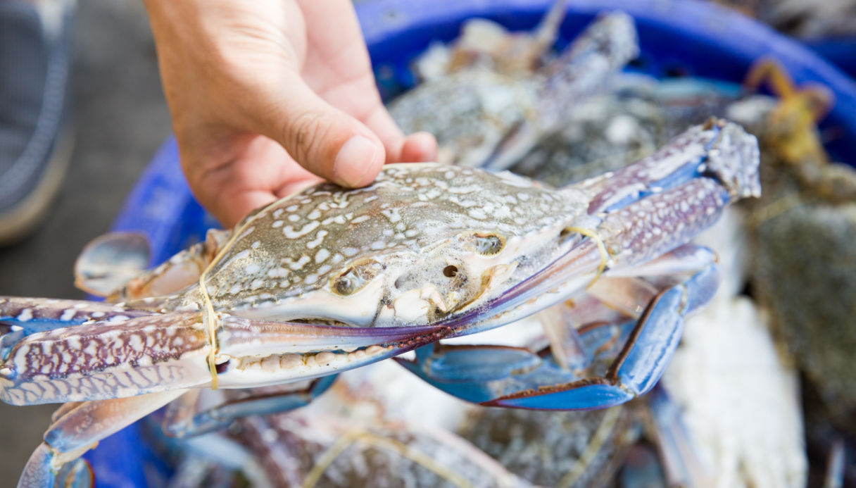 L'invasione da granchio blu si combatte a colpi di ricette: export di ...