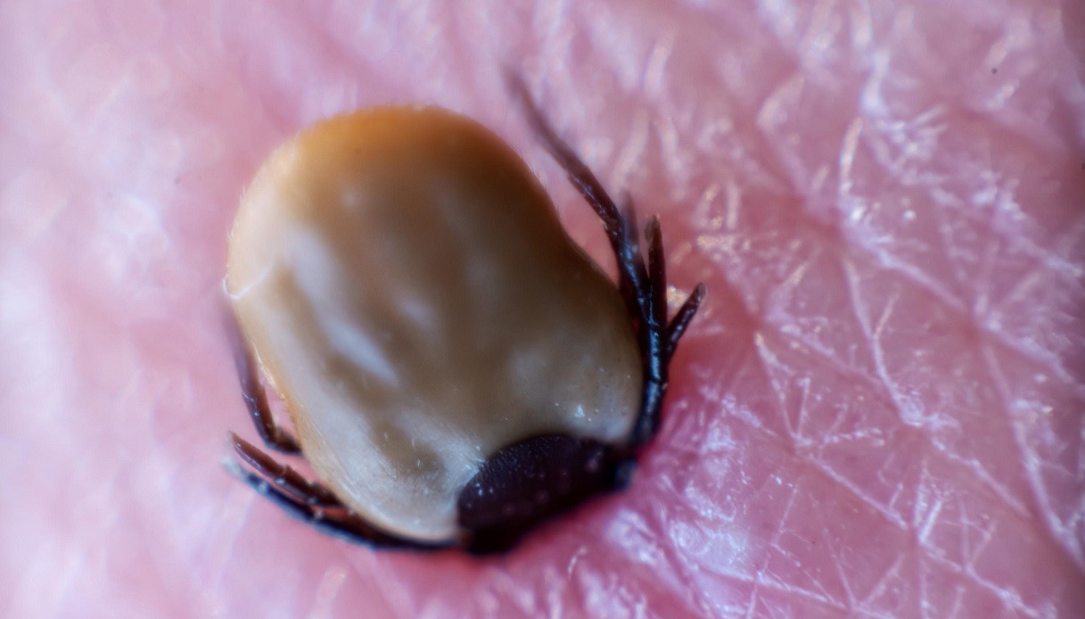 18 casi di encefalite da zecca in Veneto: come difendersi ed evitare l ...