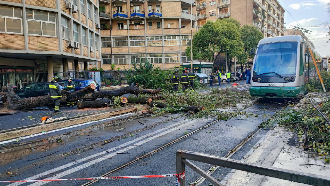 Donna morta a Roma per il crollo di un albero nel quartiere Monteverde ...