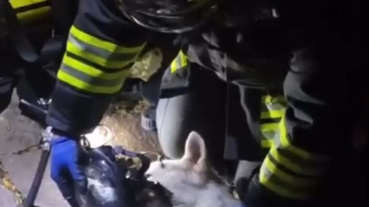 Cane intossicato dal fumo dopo l'incendio in casa: salvato dai vigili ...