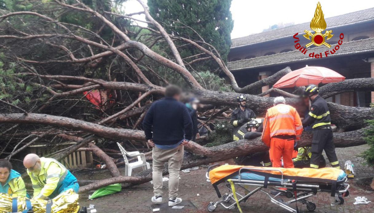 Pino caduto nel parco delle terme a Montecatini: travolta la Casa di ...