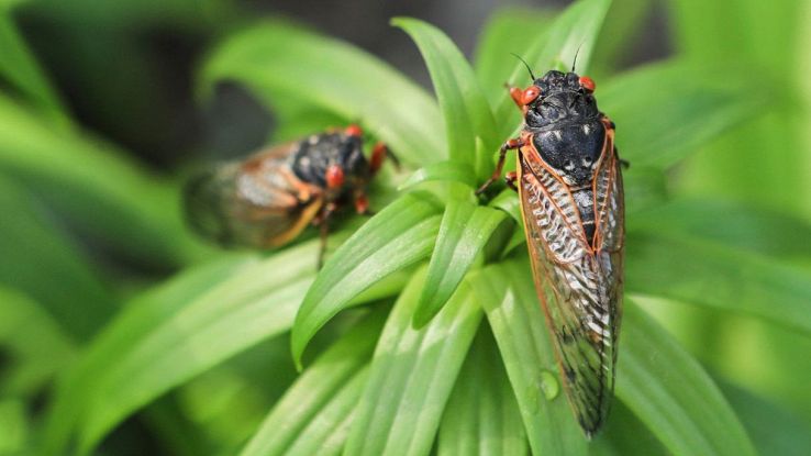 Gli Usa verso la più grande invasione di cicale dopo 200 anni, si attendono miliardi di insetti ...