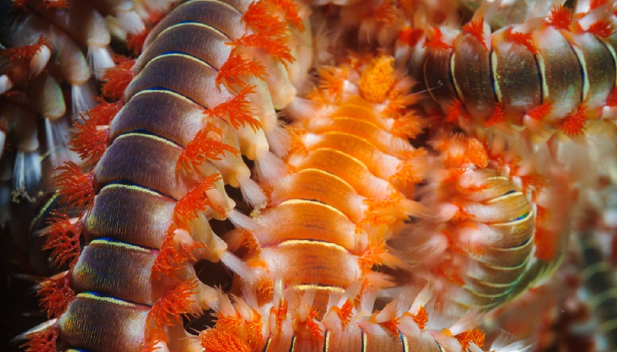 Vermocane invadono i mari d'Italia grazie al caldo: come riconoscerli ...