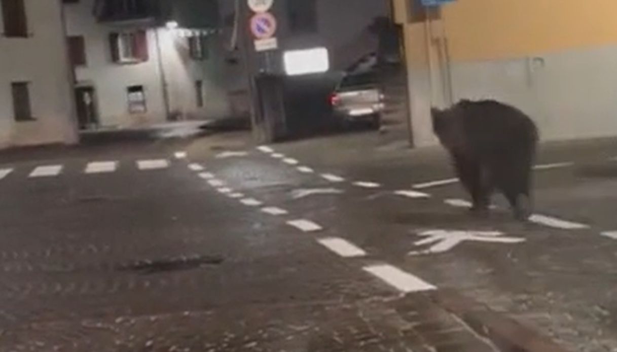Il video dell'orso che cammina per le strade di Malè in Trentino ...